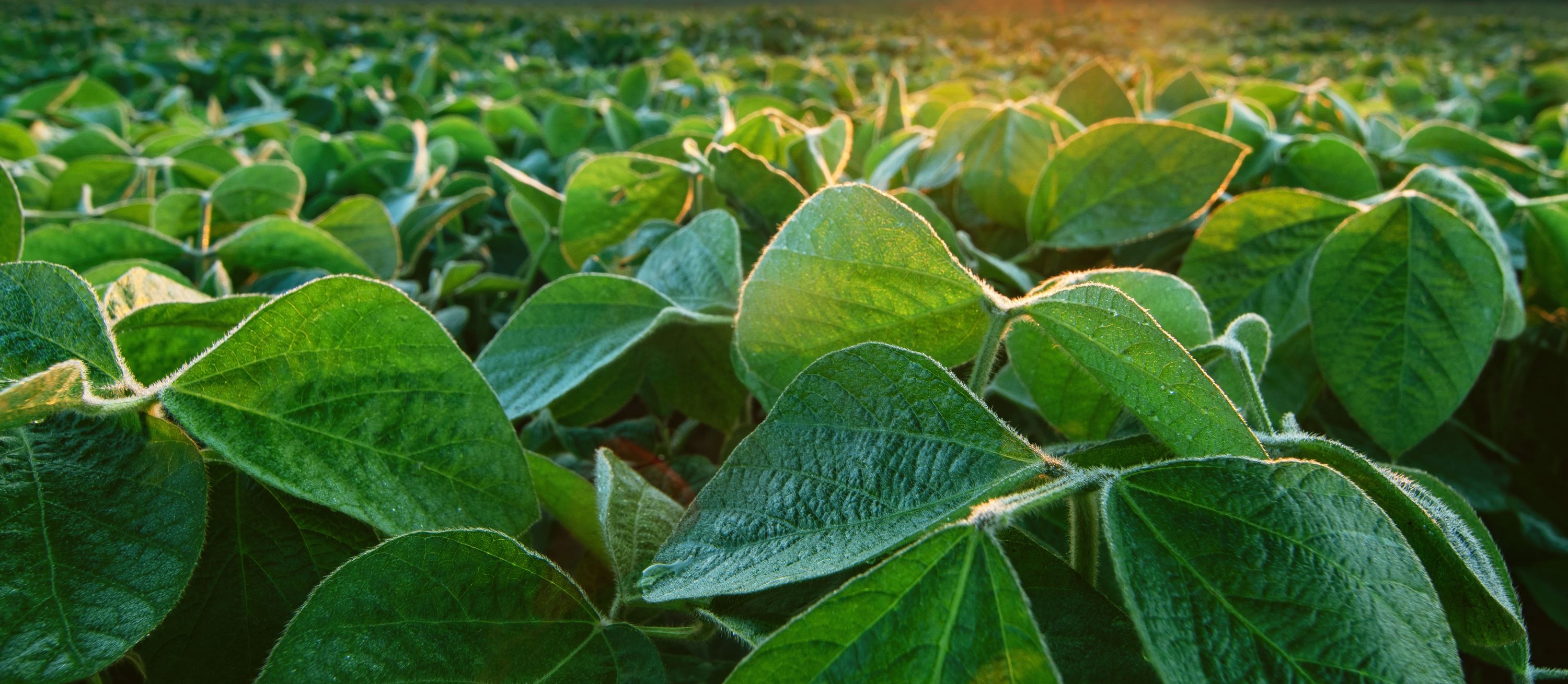 Herbicides, Fungicides and Insecticides for Soybeans | Corteva